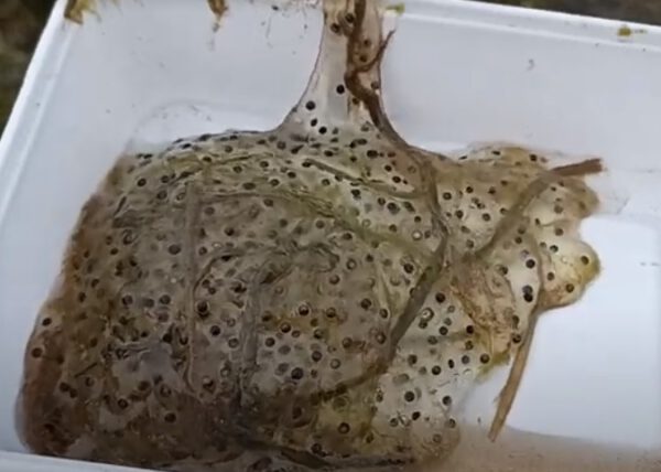 Kikkerdril in de klas: Een educatieve reis – GroenJuf