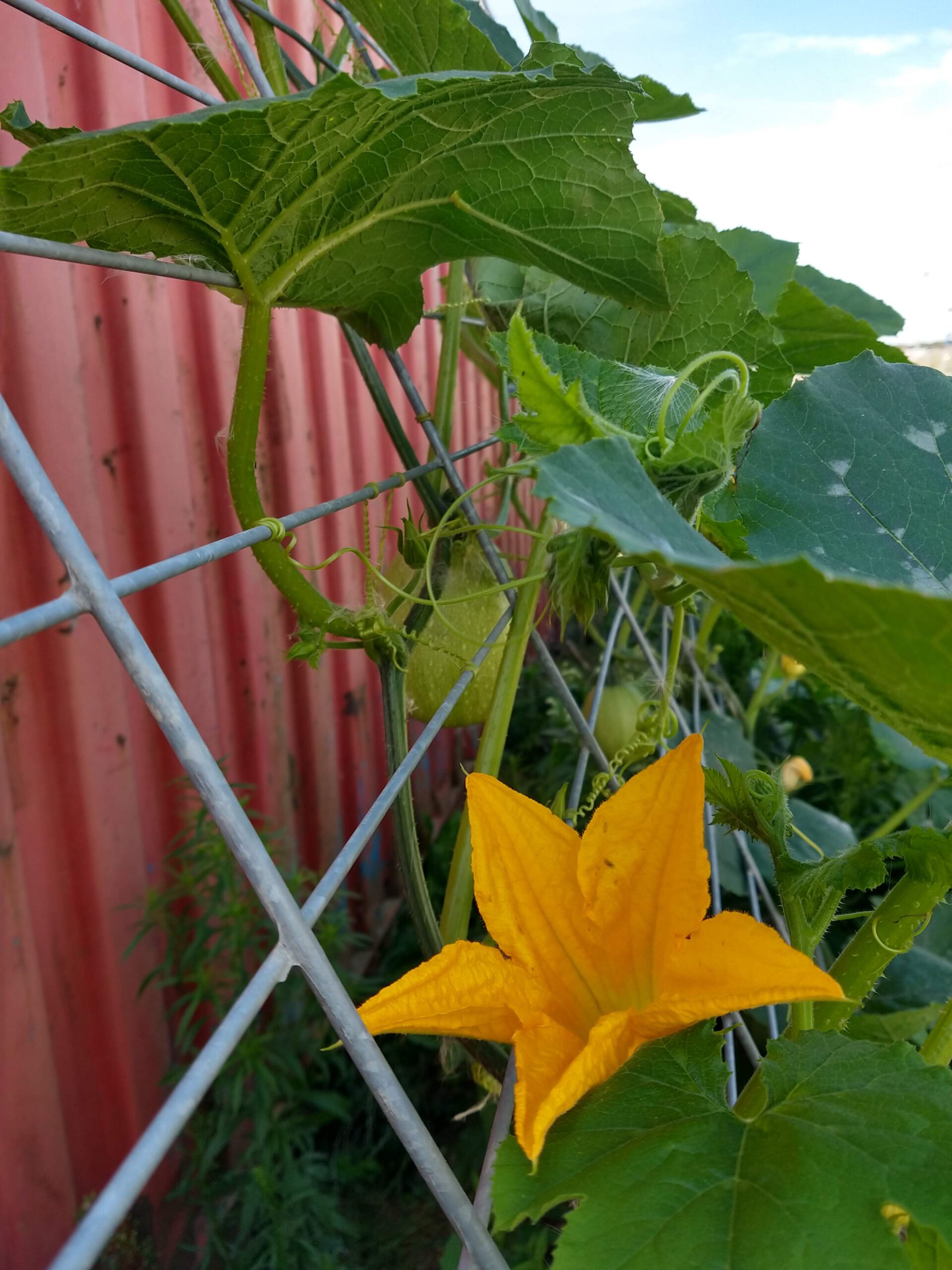 Pompoen: De ideale schooltuin plant? – GroenJuf